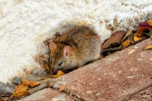 Do Rats Hibernate During The Winter? — Reject Rats