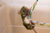 Why Are Rats Attracted To Wires? — Reject Rats