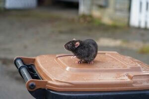 How To Keep Rats Out of Your Garbage — Reject Rats