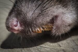 What Type of Teeth Do Rats Have? — Reject Rats