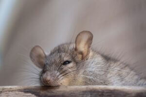 Can Rats Gnaw Through Wood? — Reject Rats