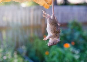 What To Do With A Dead Rat (Safe Disposal)