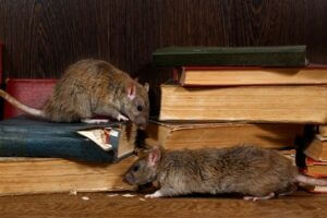 How Do Rats Communicate With Each Other?