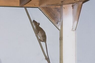 What Can Rats NOT Climb? (Smooth vs. Rough Surfaces)